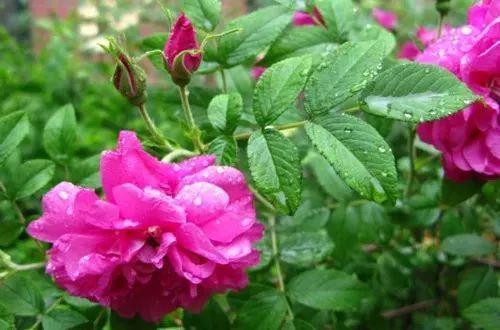 Top 10 Popular Flowers in China 2018 Part Ⅰ | MadeinChinaRank