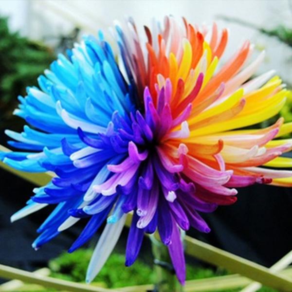 Top 10 Popular Flowers in China 2018 Part Ⅰ | MadeinChinaRank