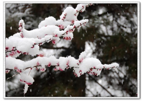 Top 10 Popular Flowers in China 2018 Part Ⅰ | MadeinChinaRank