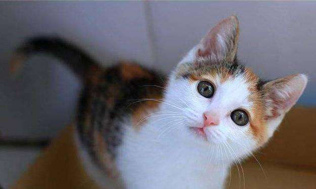 Top 10 Adorable Animals in China 2019 Part 1 | MadeinChinaRank