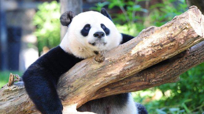 Top 10 Adorable Animals in China 2019 Part 2 | MadeinChinaRank