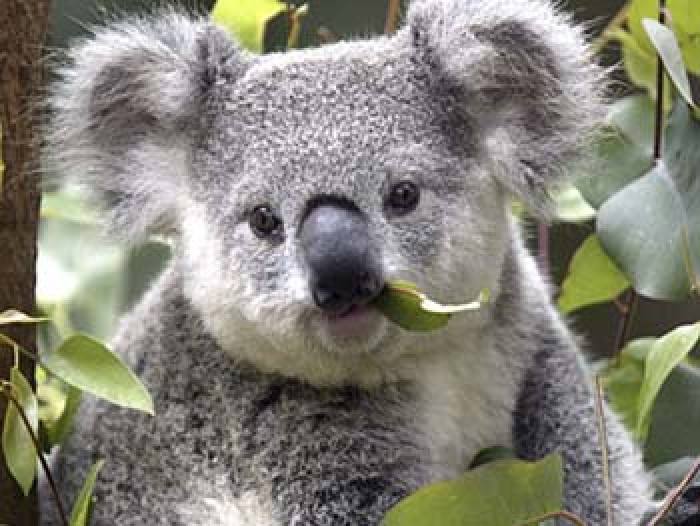 Top 10 Adorable Animals in China 2019 Part 1 | MadeinChinaRank